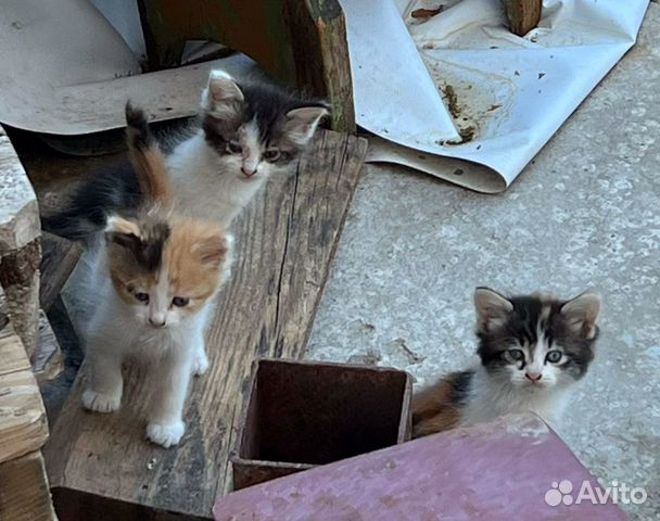 Котята в добрые руки
