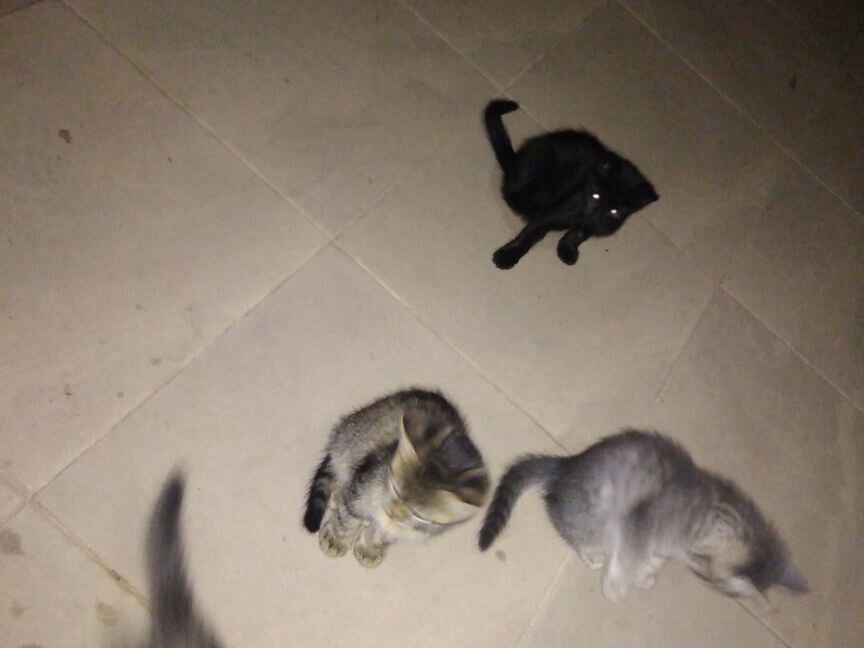 Котята спасите малышей