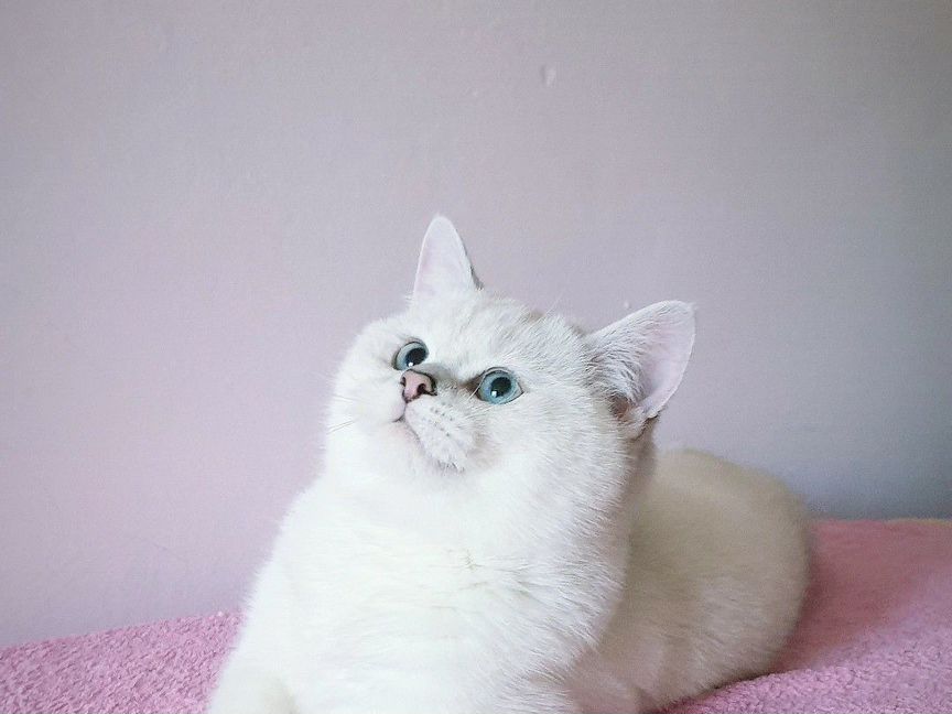 Британочка с голубыми глазками