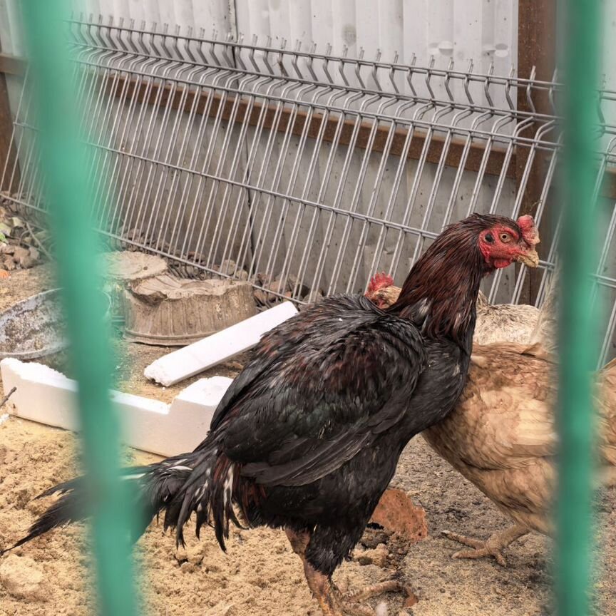 Куры и петух