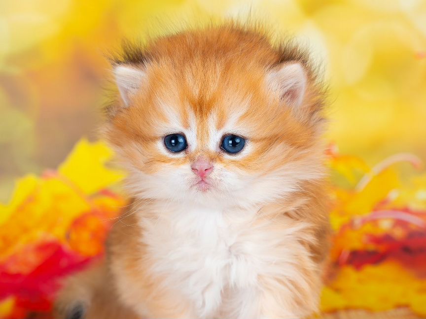 Британские котята золотая шиншилла