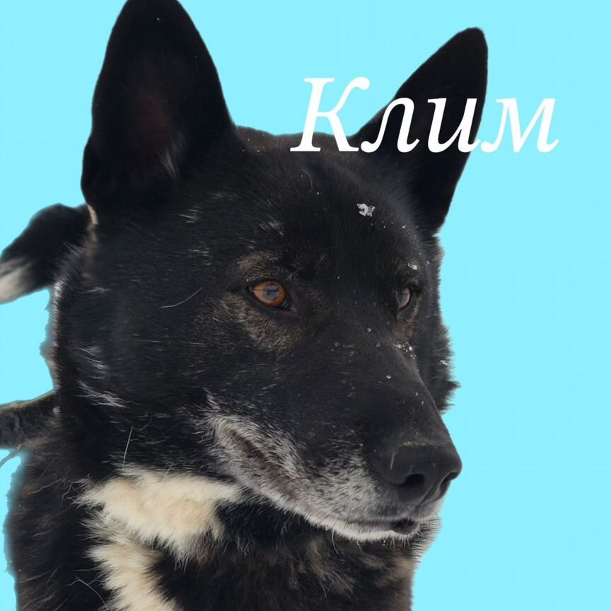 Взрослый пёс в добрые руки