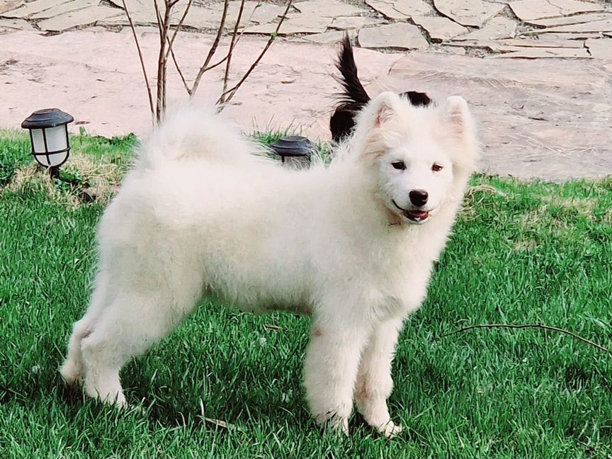 Самоед мальчик для спорта или в активную семью