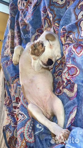 Стаффордширский терьер