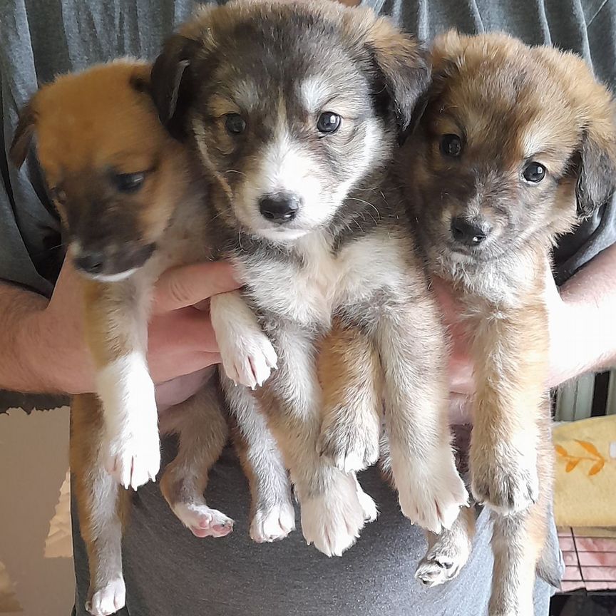 Щенок в добрые руки