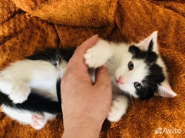 Котенок в добрые руки