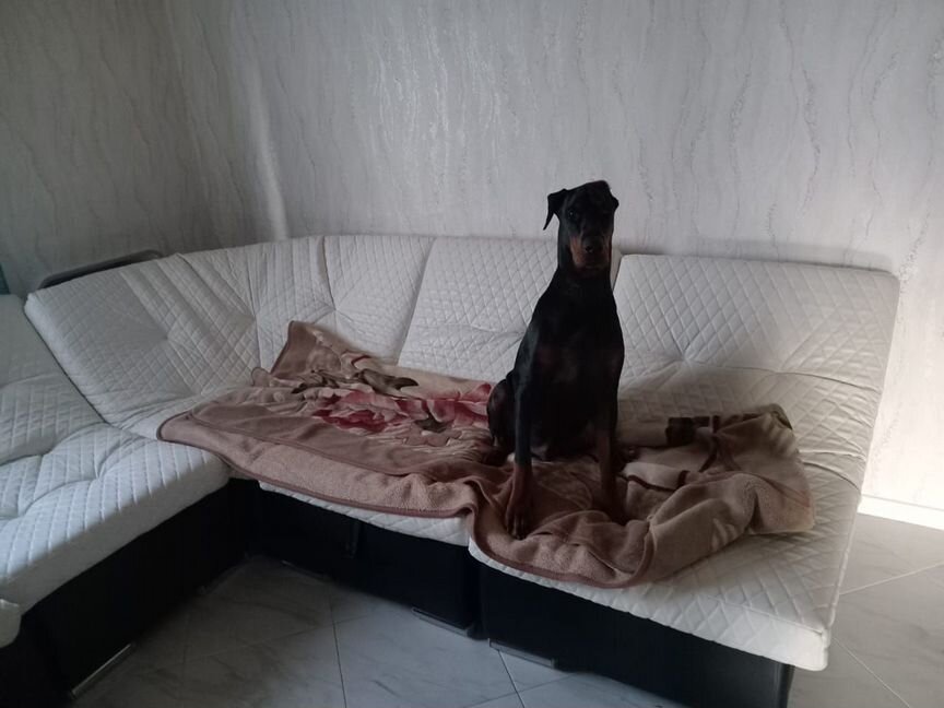 Собака в опытные и надёжные руки