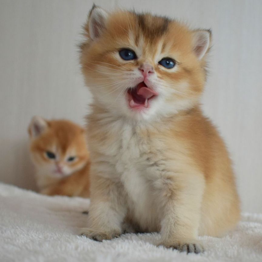 Британский короткошёрстный котёнок