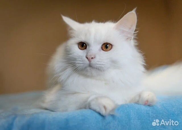 Ангорский котик ищет дом