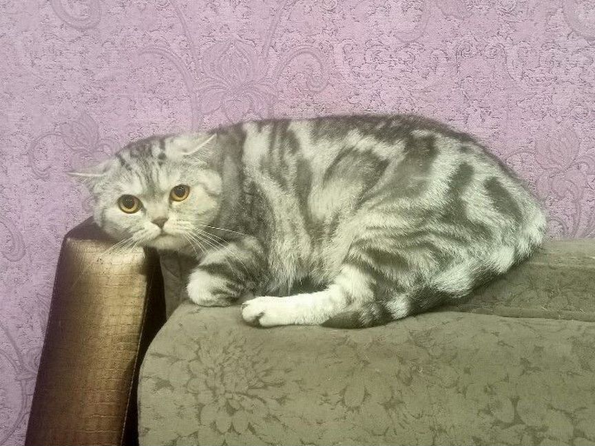 Британская кошечка