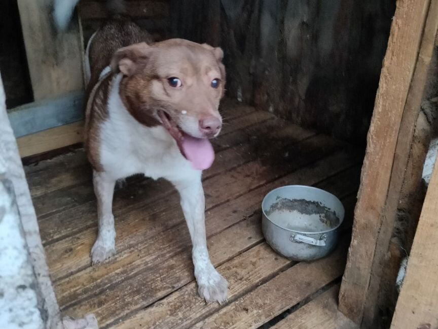 В добрые руки