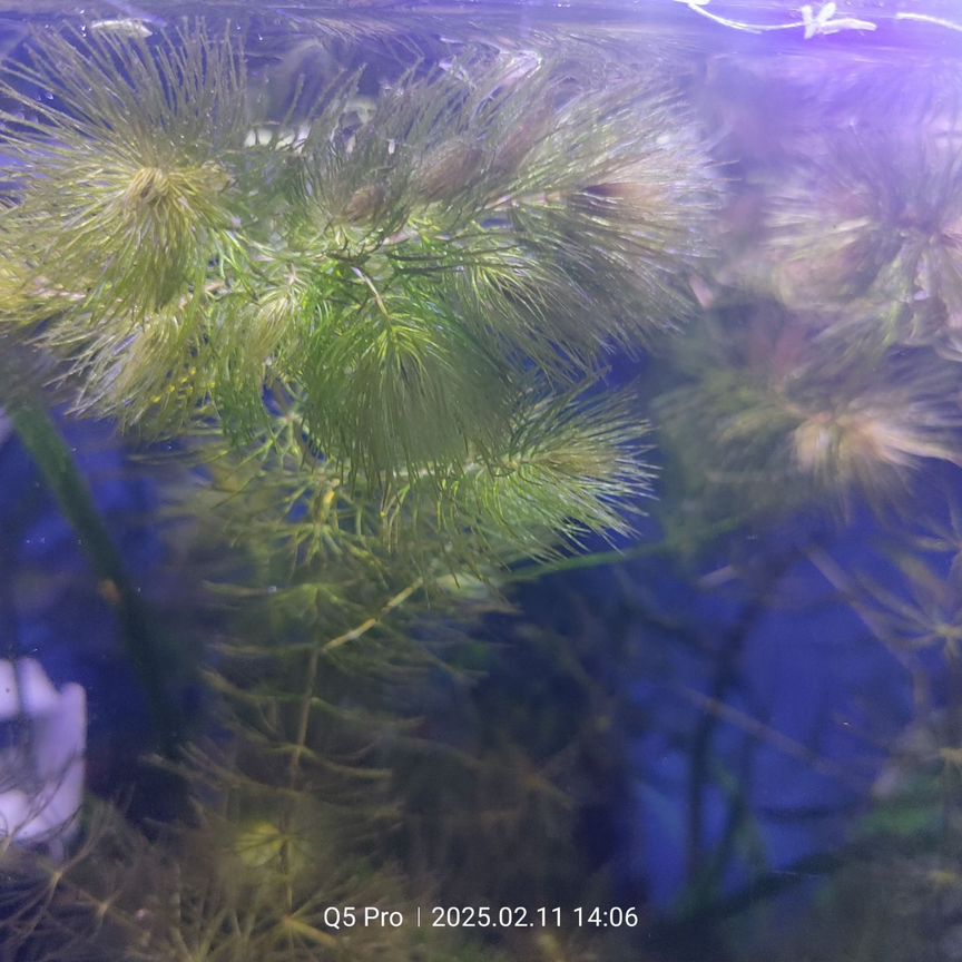 Роголистник в аквариум