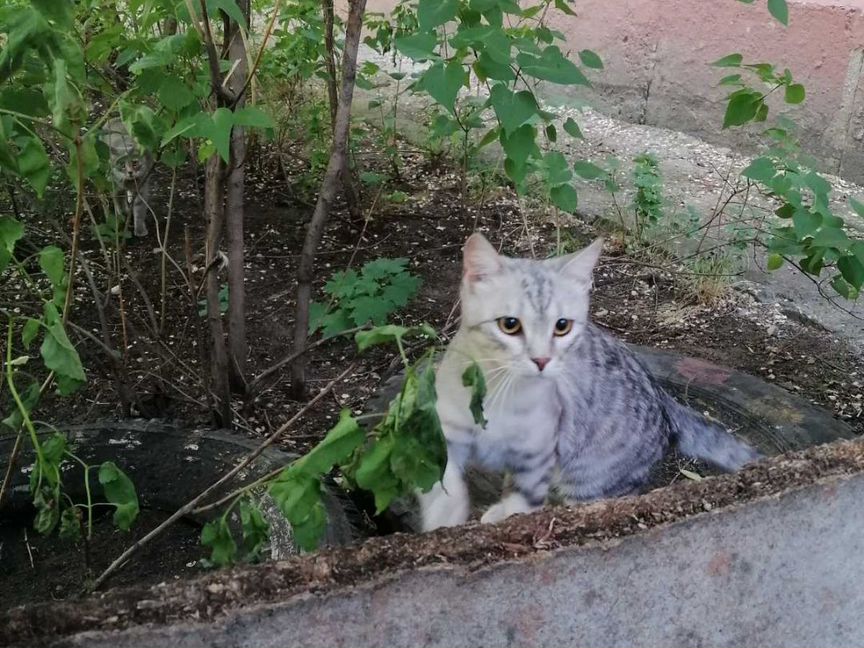 Котик Марсик