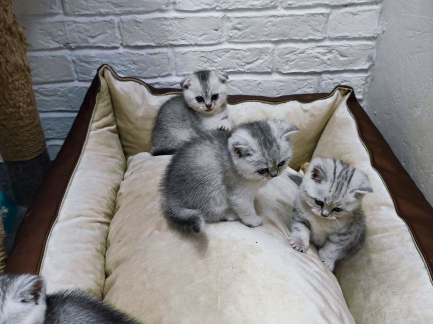 Котята серебристые шиншиллы