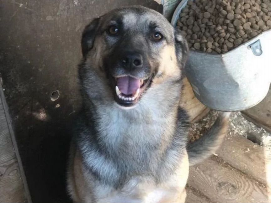 Ласковая Октавия ищет дом