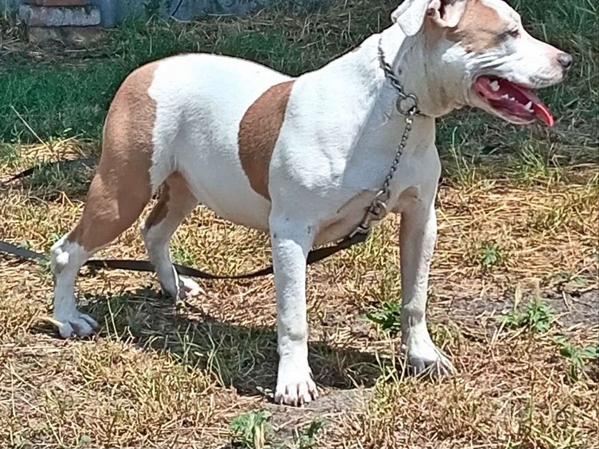 Сука амстаффа