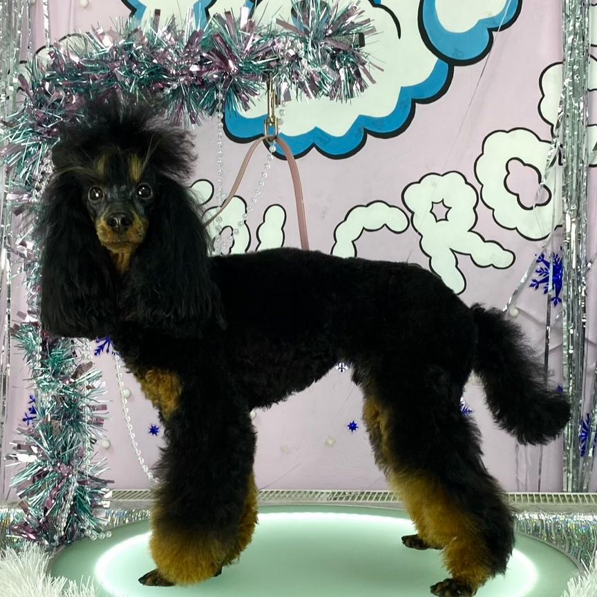 Пудель, взрослый пёс