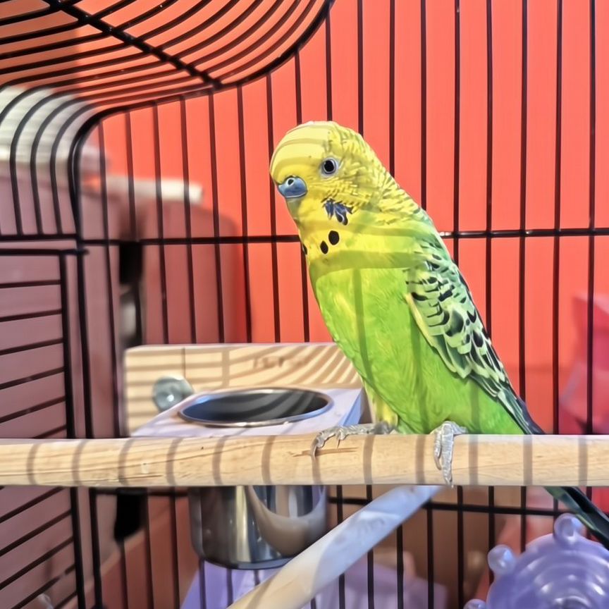 Попугай с клеткой