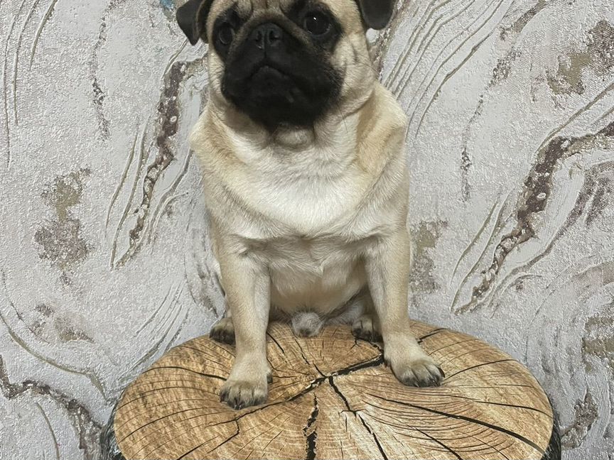 Мопс вязка мальчик