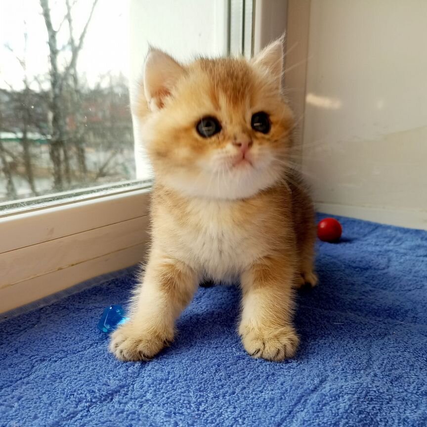 Британские котята Золотая шиншилла