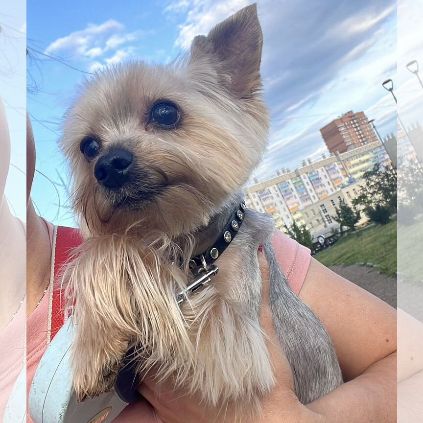 Йоркширский терьер, взрослая собака