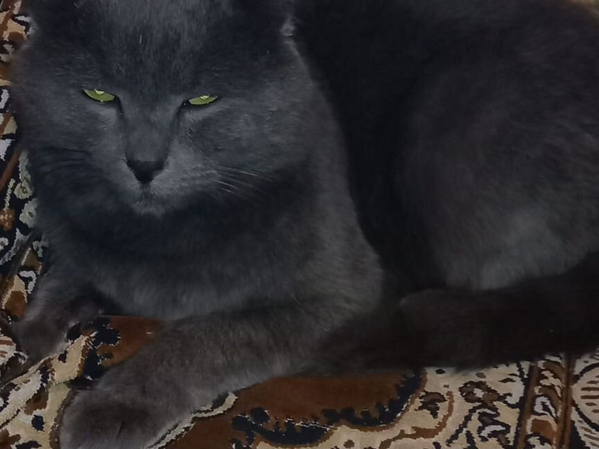 Британский короткошерсткий кот