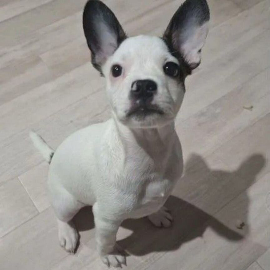 Французский бульдог, щенок