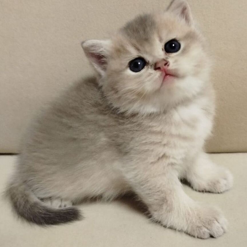 Шотландские котята золотая голубая шиншилла