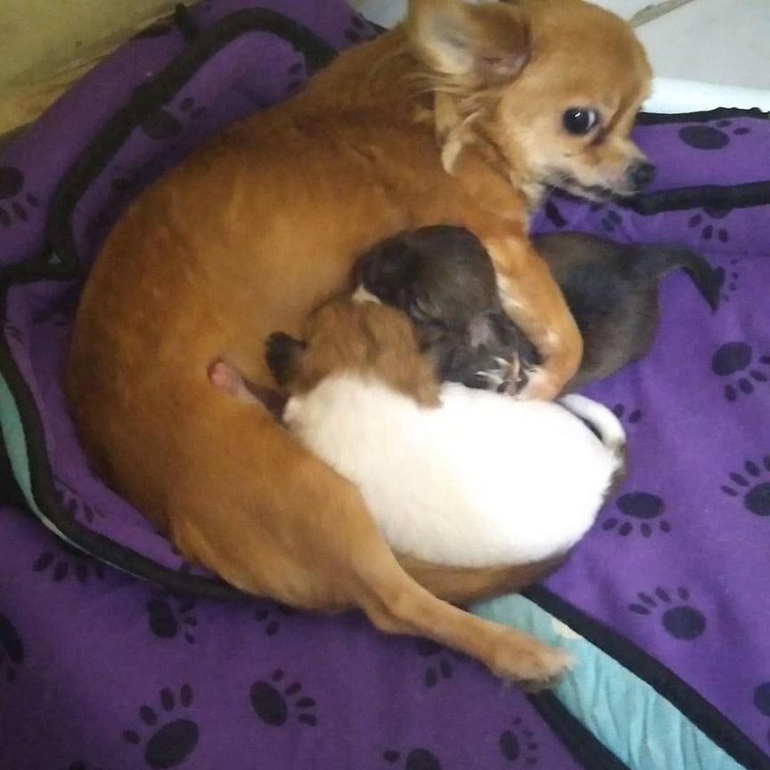 Щенки чихуахуа