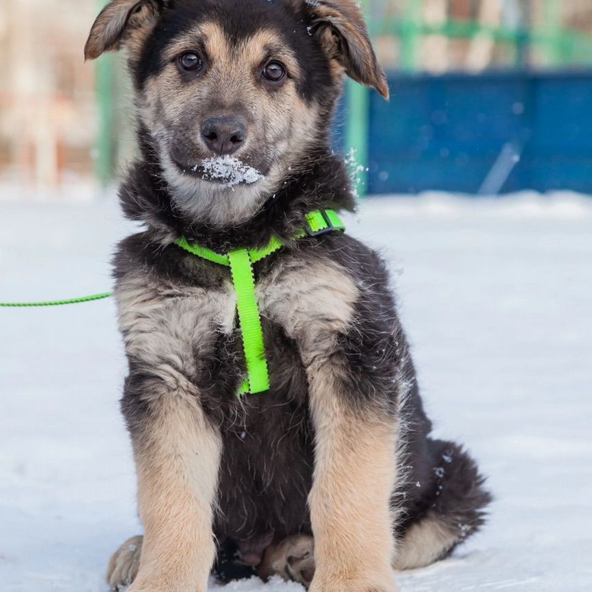 Щенок мальчик