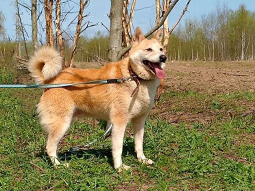 Хозяева сдали ее в отлов Фенотип сиба-ину Дайна