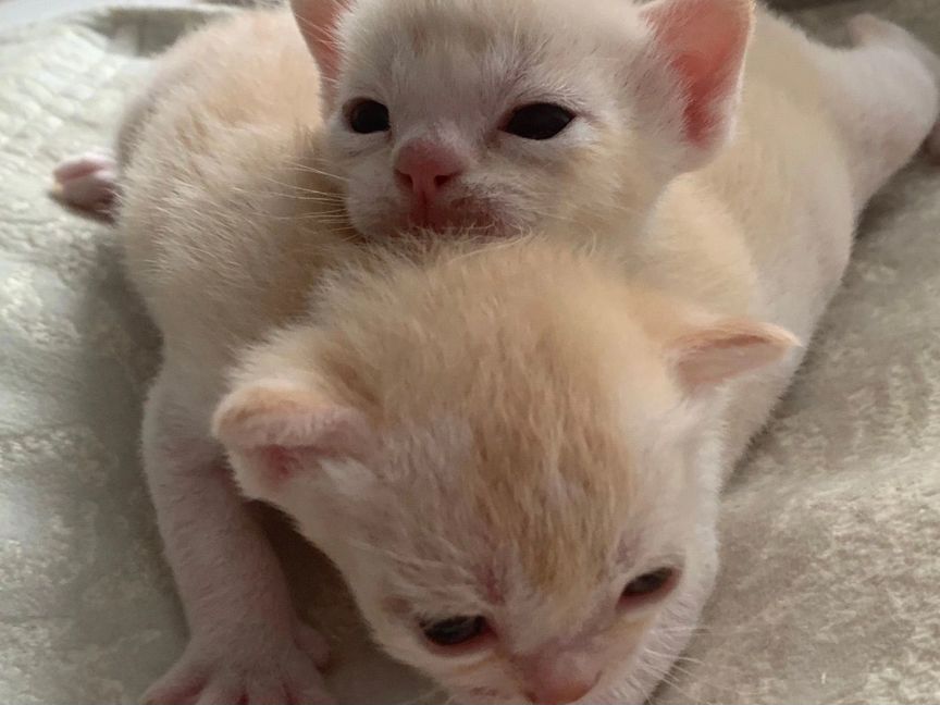 Бурманские котята