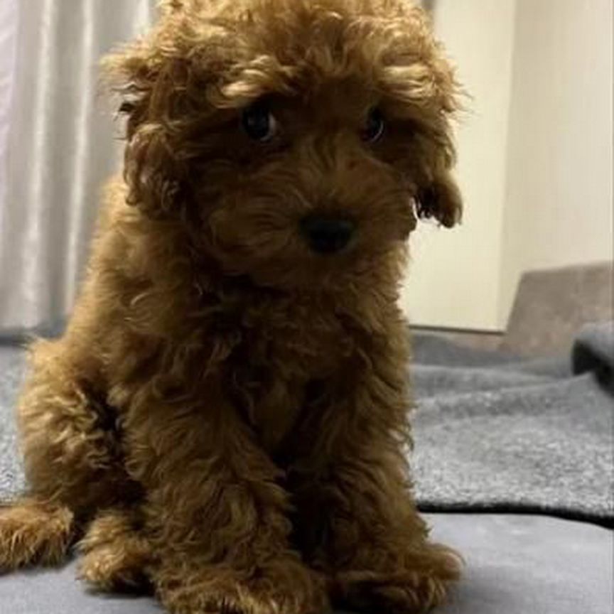 Той-пудель щенки