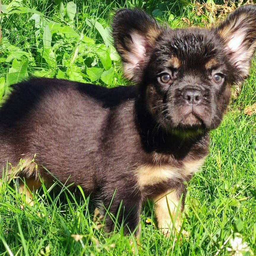 Французские бульдожки флаффи и с его геном