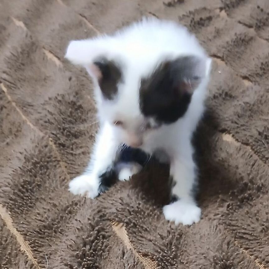Котёнок в добрые руки