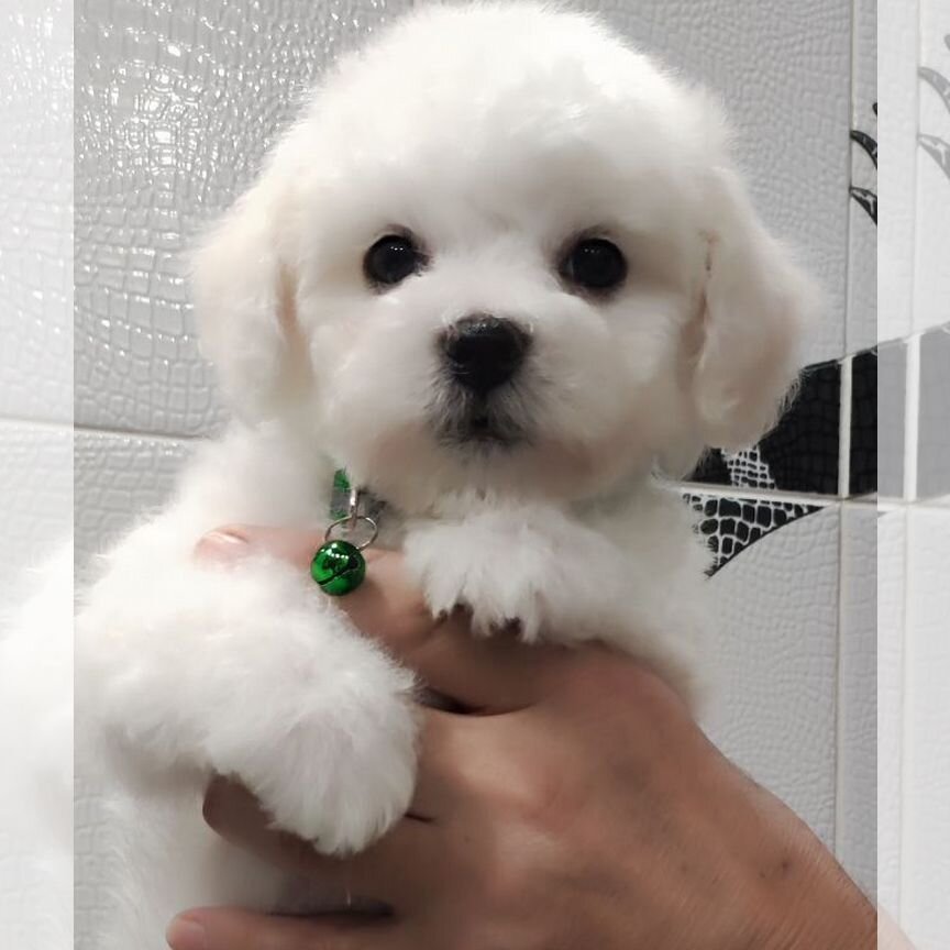 Бишон фризе, щенок