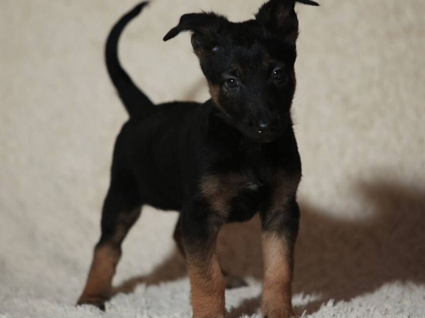 Щенки Бельгийской овчарки Малинуа