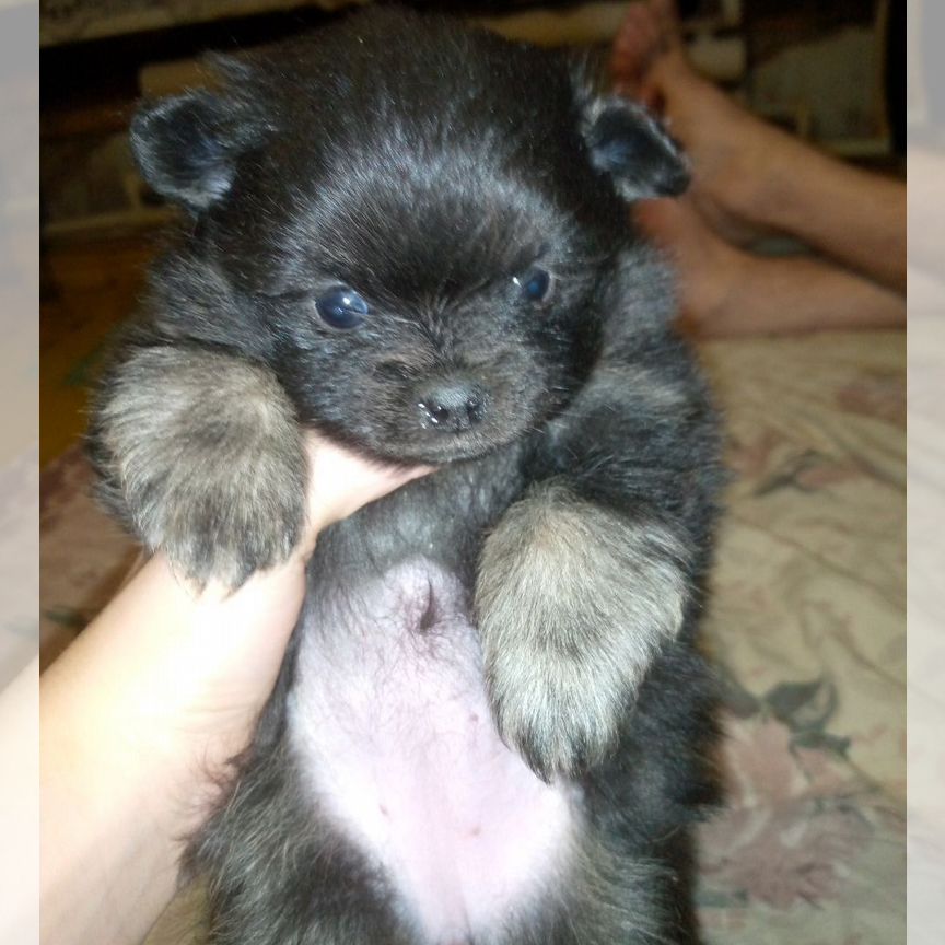 Померанский шпиц, щенок