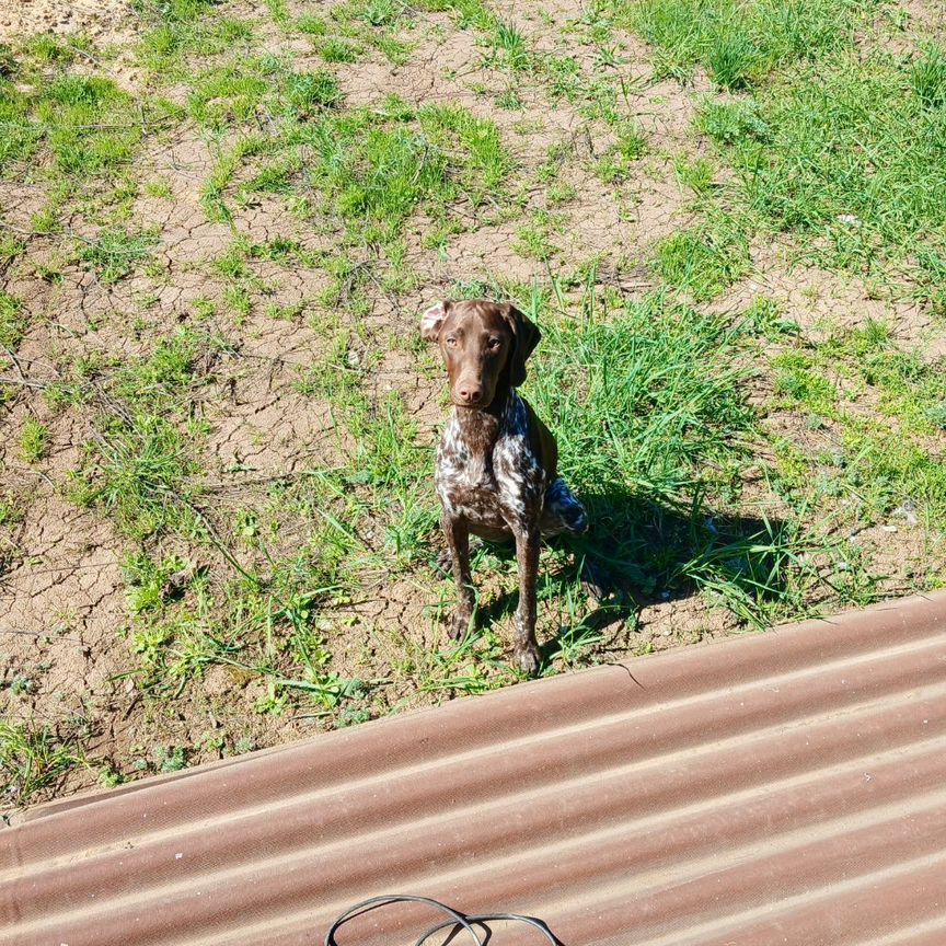 Куцхар девочка 1.5 года в добрые руки