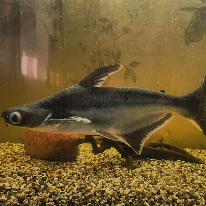 Сиамский пангасиус