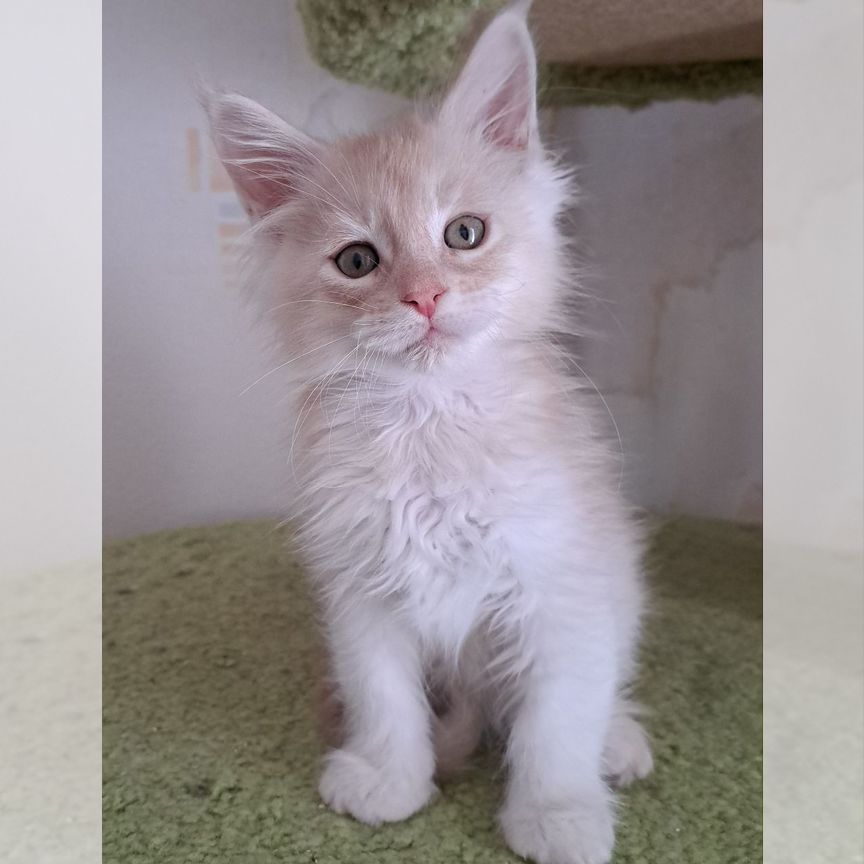 Мейн-кун котёнок