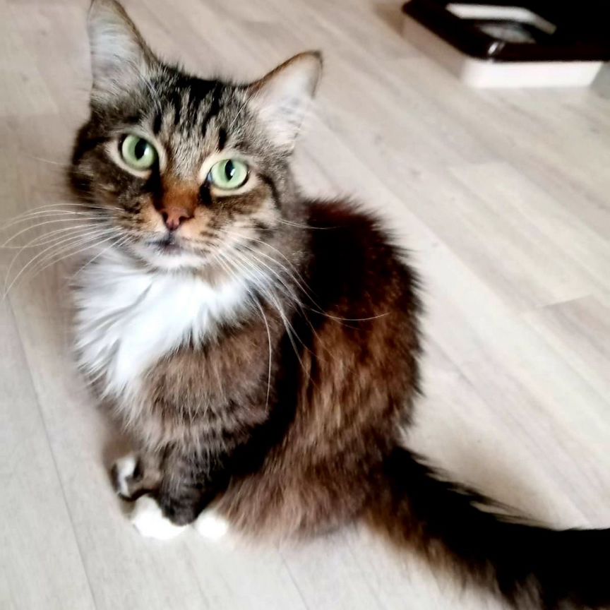 Котик в добрые руки