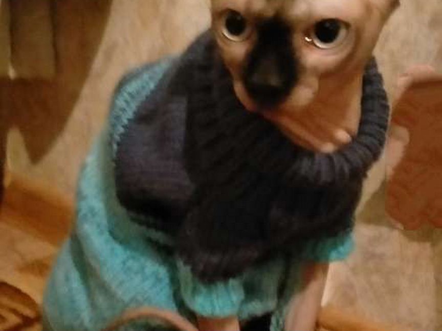 Одежда для Сфинсов