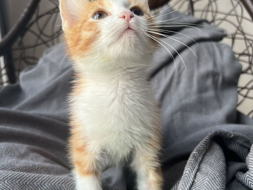 Котенок