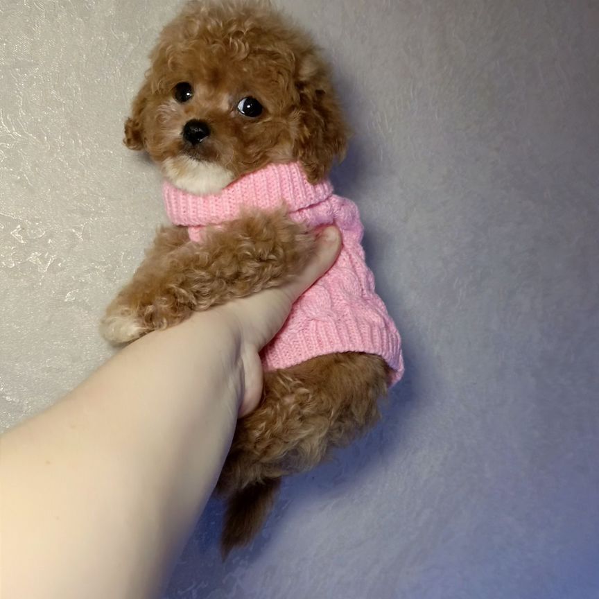 Мальтипу, щенок