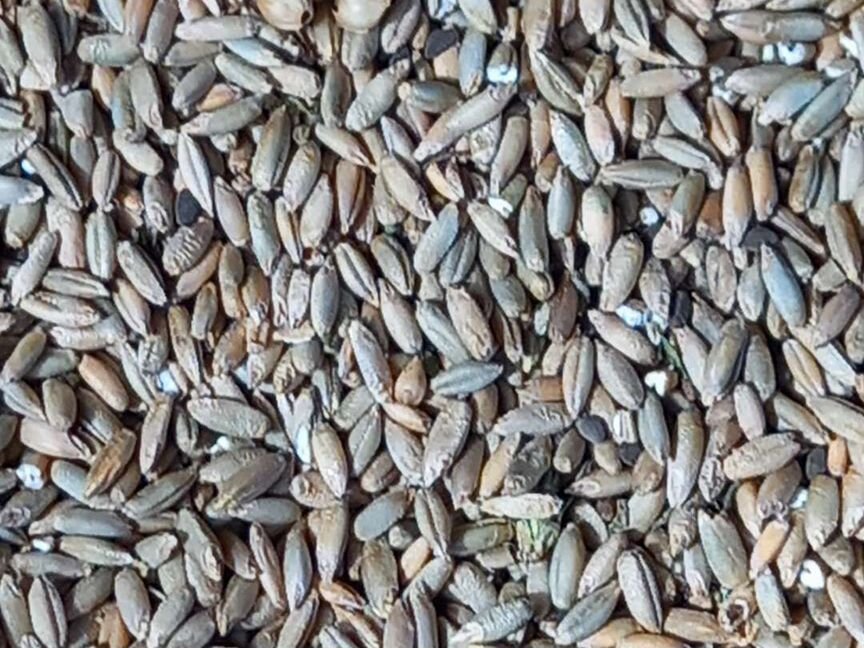 Зерно рожь, тритикале