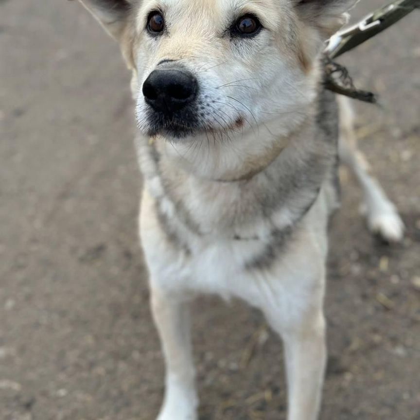 Тимур все еще без дома
