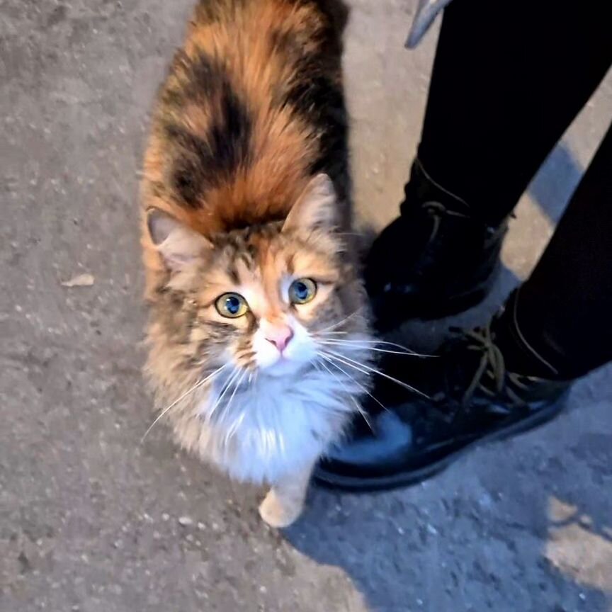 Кошка