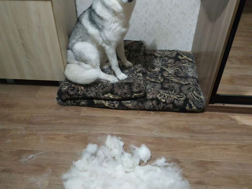 Шерсть (пух) хаски