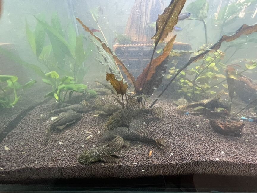 Сом анциструс обмен